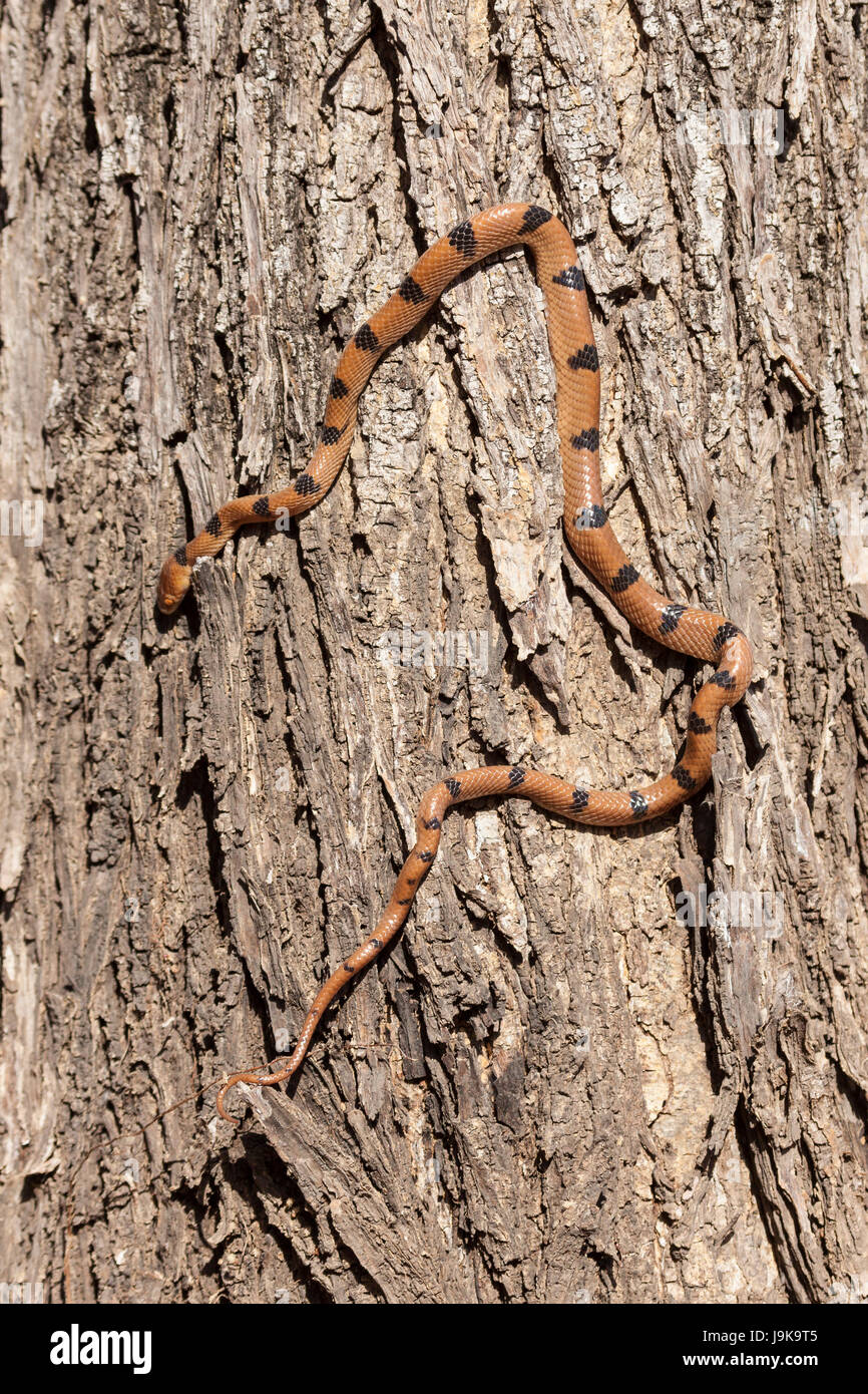 South african snakes hi-res stock photography and images - Alamy