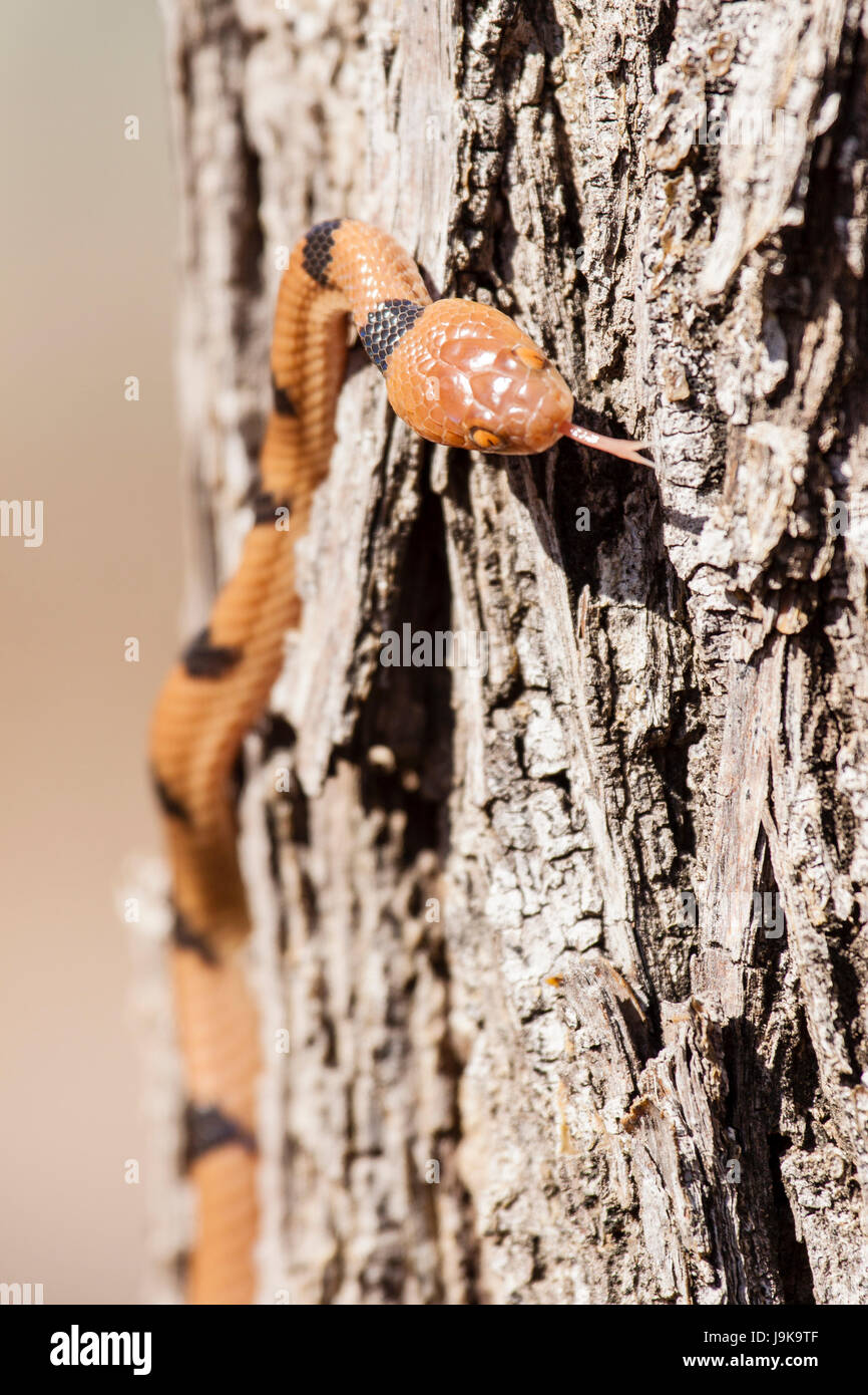 orange, snake, vertical, toxic, poisonous, nature, animal, wild, africa ...