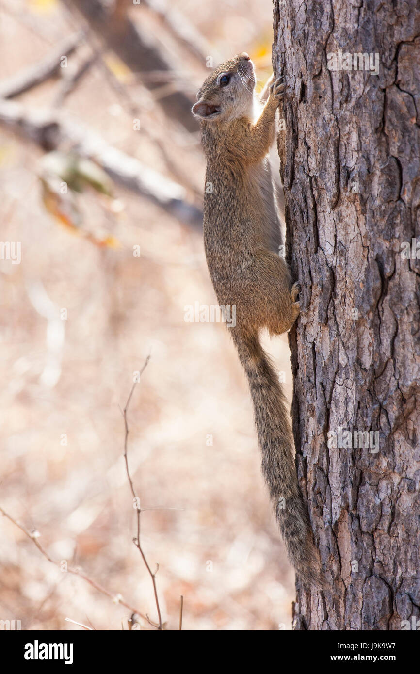 vertical, animal, wild, africa, south africa, animal world, vertical ...