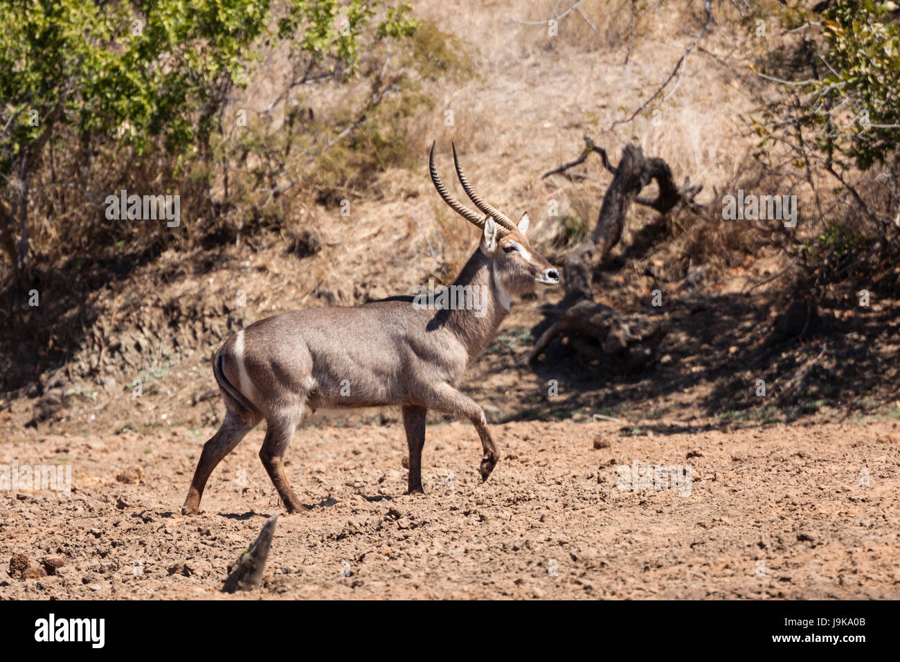 animal, wild, africa, horizontal, nature, animal, wild, africa ...