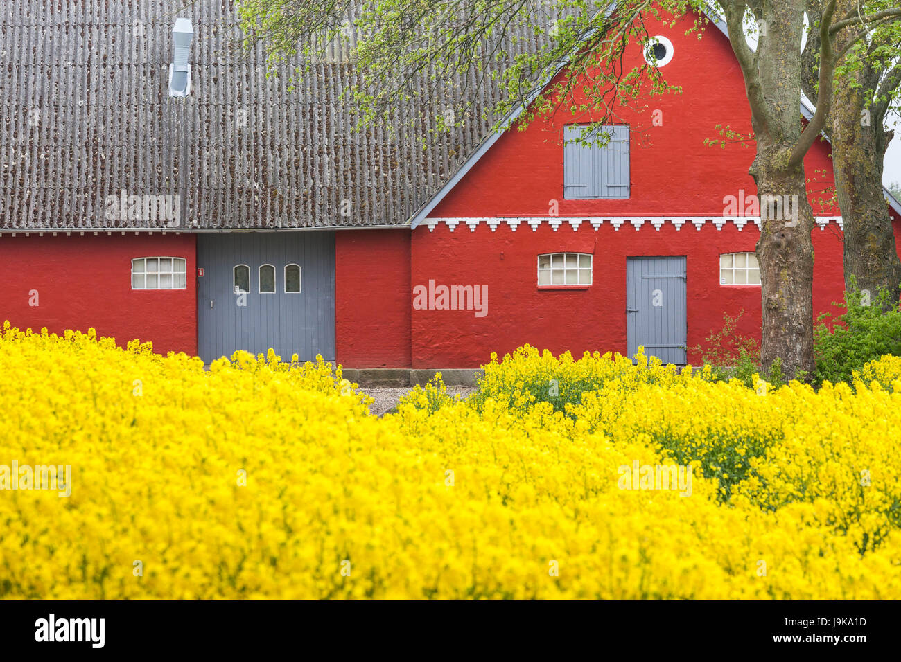 Denmark, Zealand, Olstykke, red farm and yellow rapeseed flowers ...
