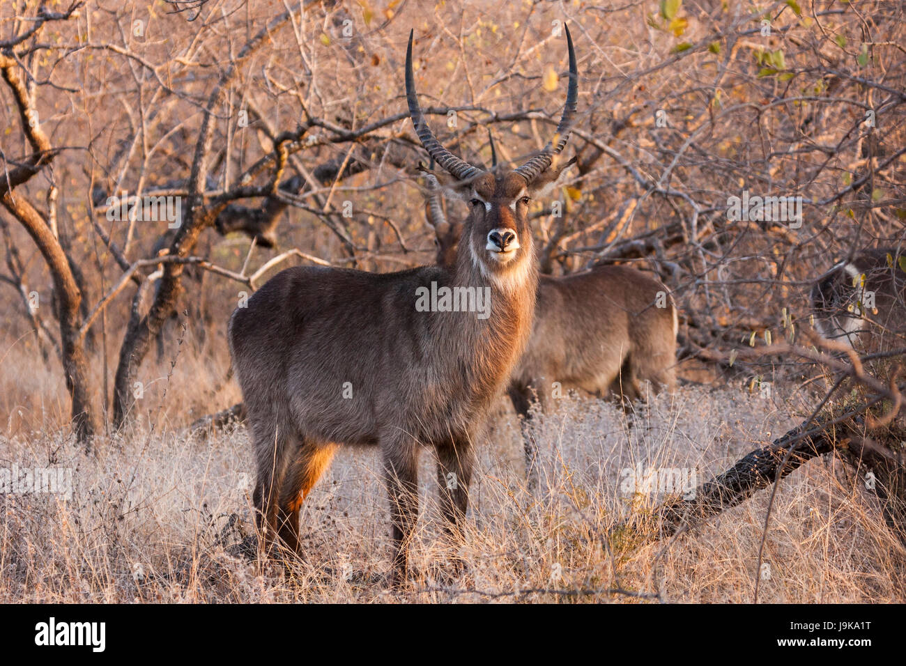 animal, wild, africa, horizontal, nature, animal, wild, africa ...