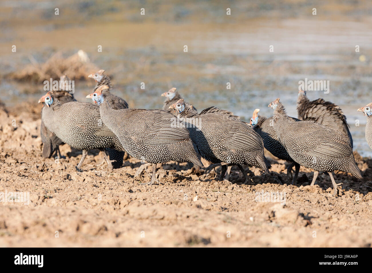guinea fowl (numididae Stock Photo - Alamy