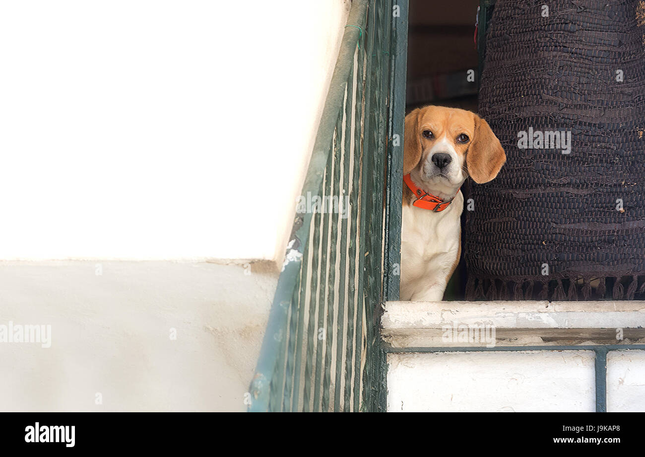 Dog looking through a door with the expression of doubt, distrust Stock ...