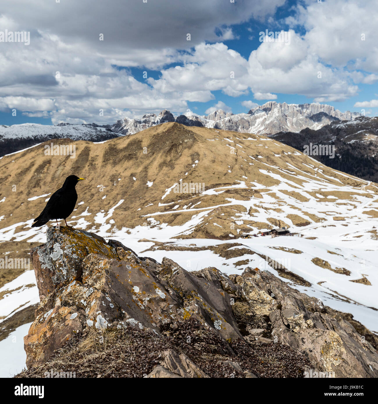 Passo rolle rifugio baita segantini hi-res stock photography and images ...