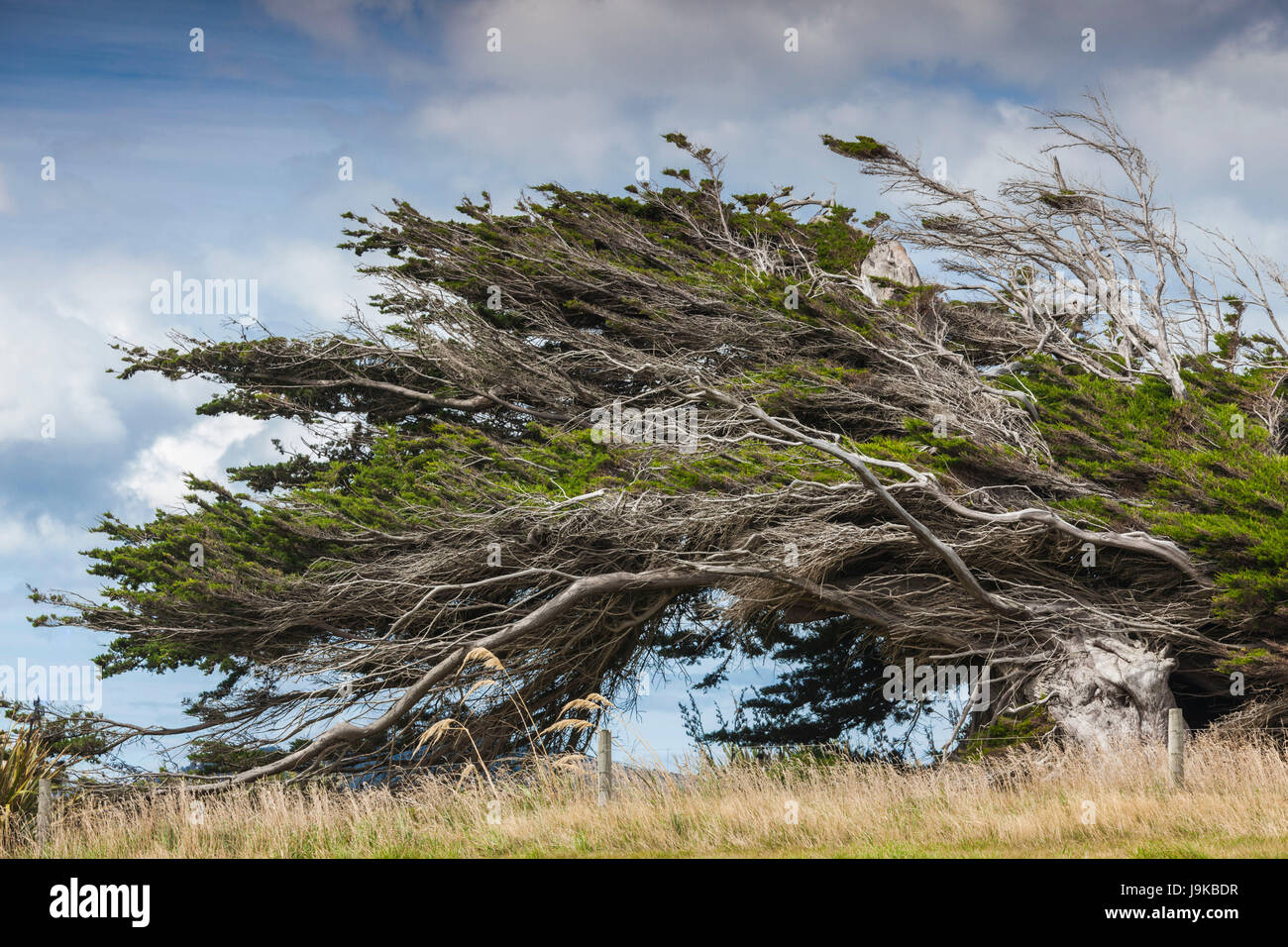 Windswept trees new zealand hi-res stock photography and images - Alamy