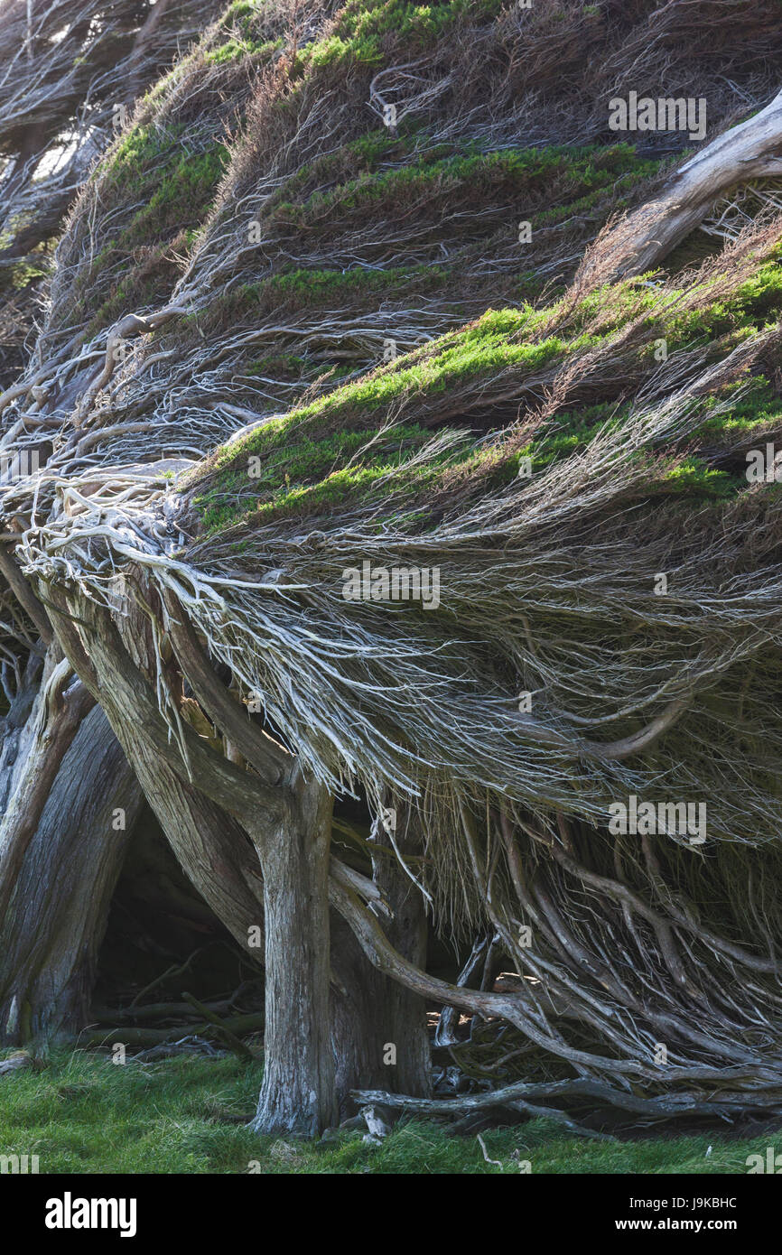 Slope point new zealand trees hi-res stock photography and images - Alamy