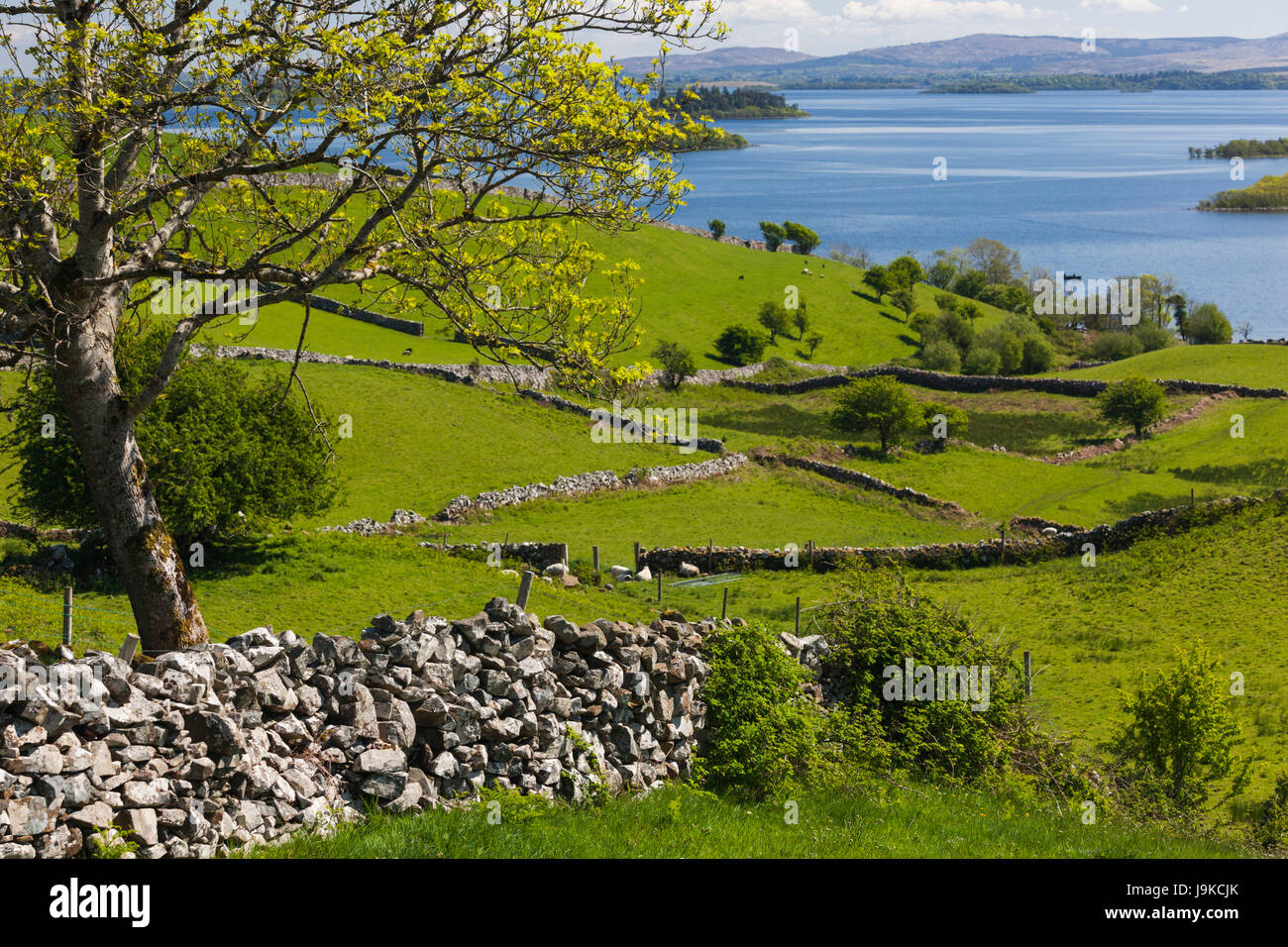 Ireland, County Galway, Cong, elevated springtime landscape Stock Photo ...