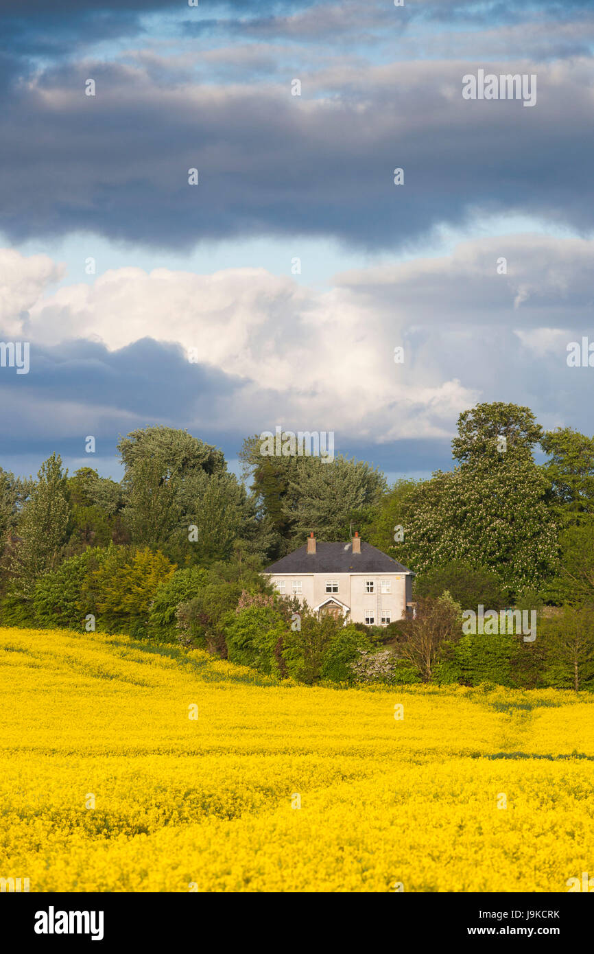 Ireland, County Tipperary, Clonmel, rapeseed field, springtime Stock ...