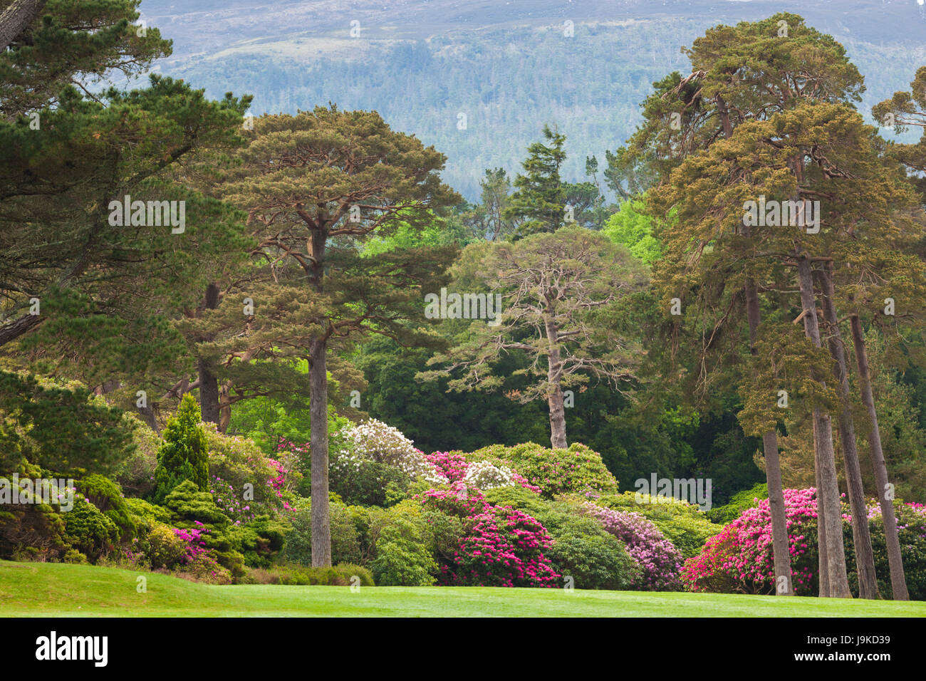 Ireland, County Kerry, Ring of Kerry, Killarney, Killarney National ...