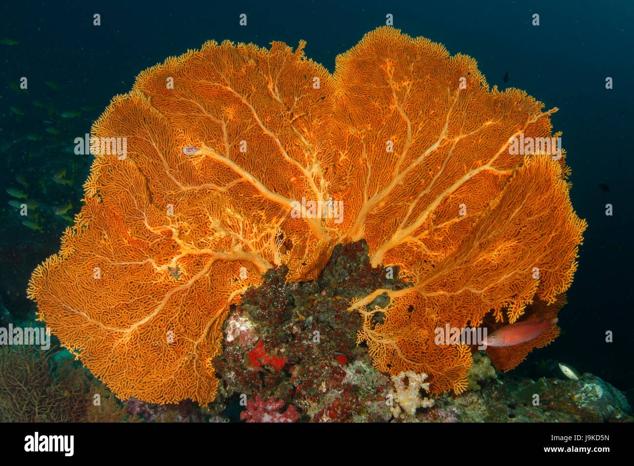 Giant sea fans hi-res stock photography and images - Alamy