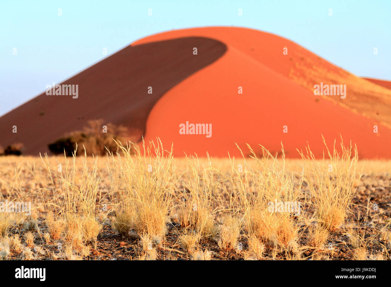 Dune 45 the star dune composed of 5 million year old sand Sossusvlei ...