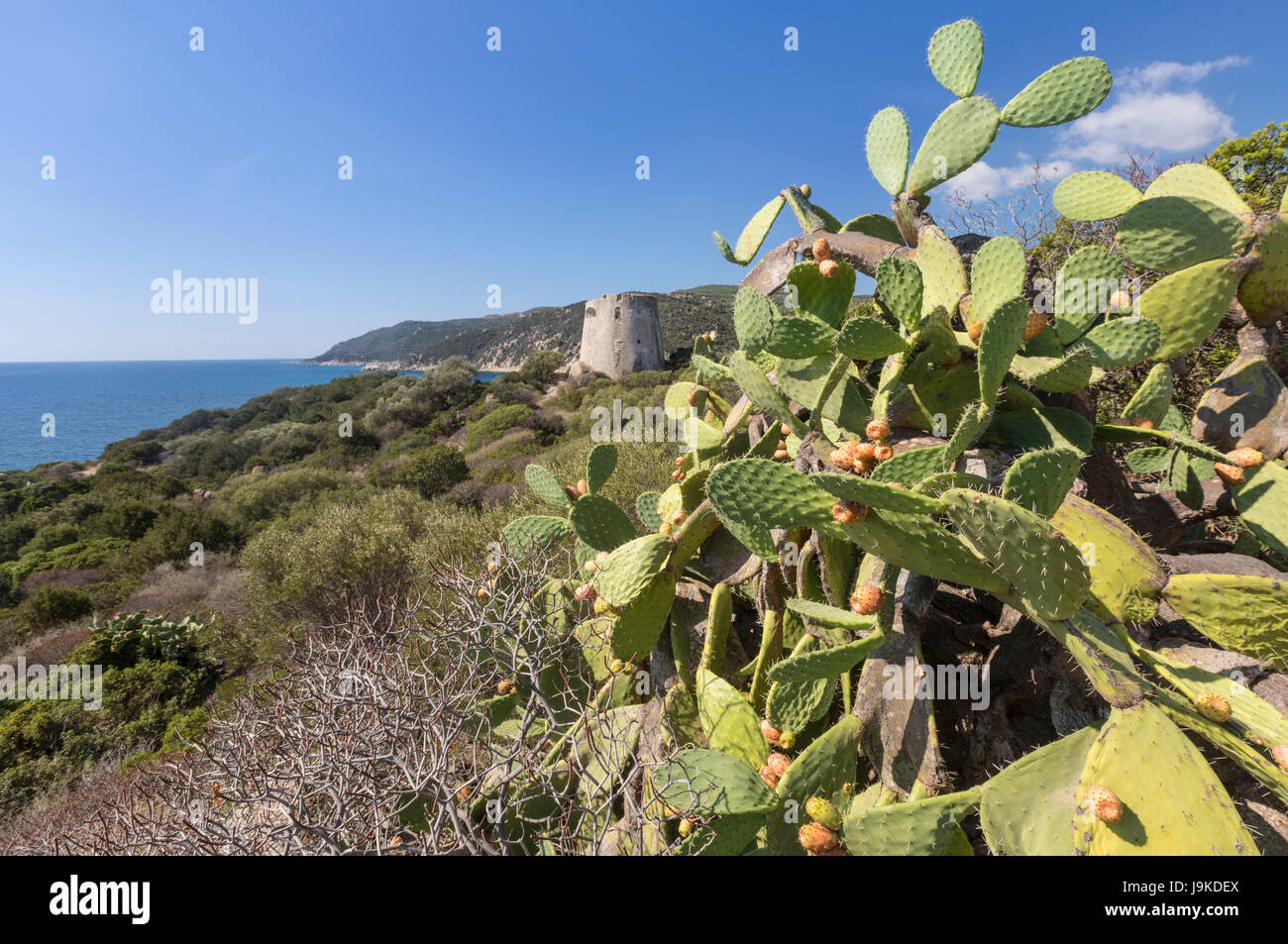 Prickly pears of the inland frame the tower overlooking the turquoise ...