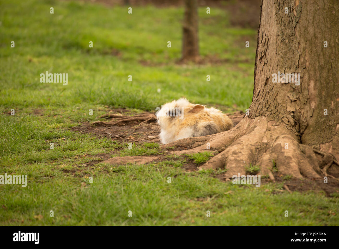 A small rabbit at the root of a tree, Budva Montenegro Stock Photo - Alamy