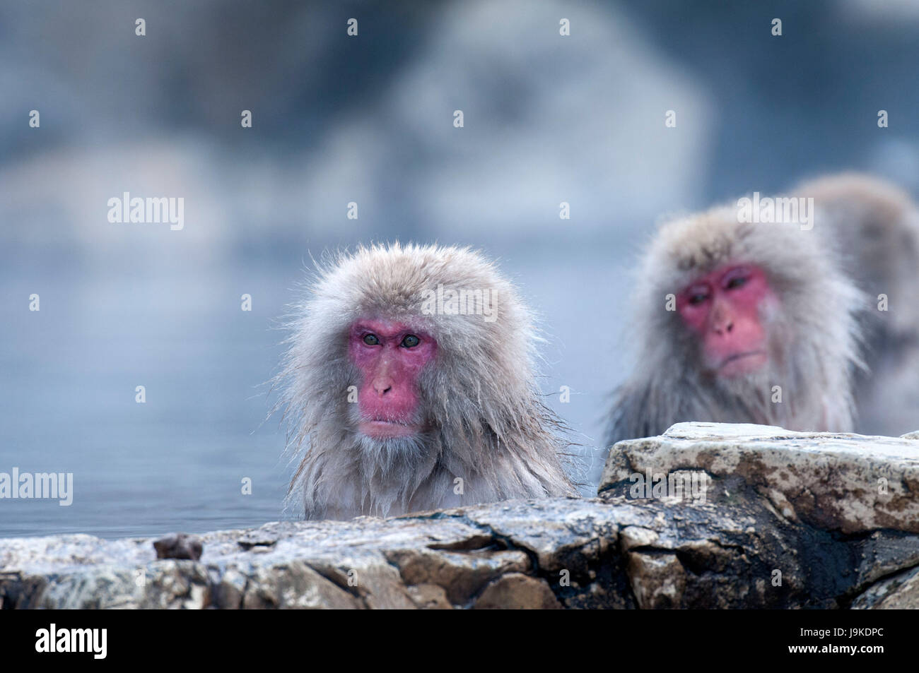 Japanese macaque or snow japanese monkey in onsen (Macaca fuscata ...