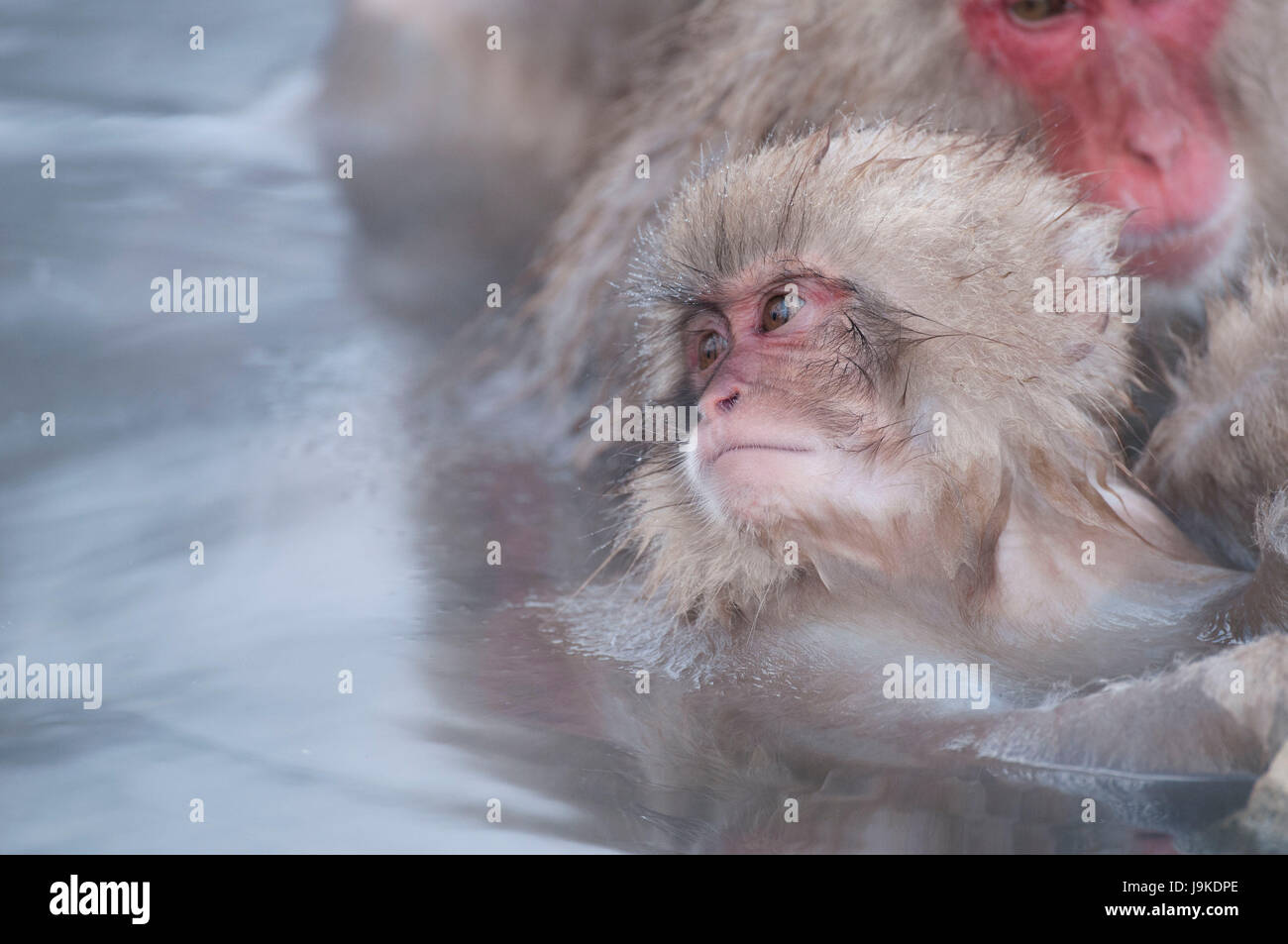 Japanese macaque or snow japanese monkey, baby, in onsen (Macaca ...