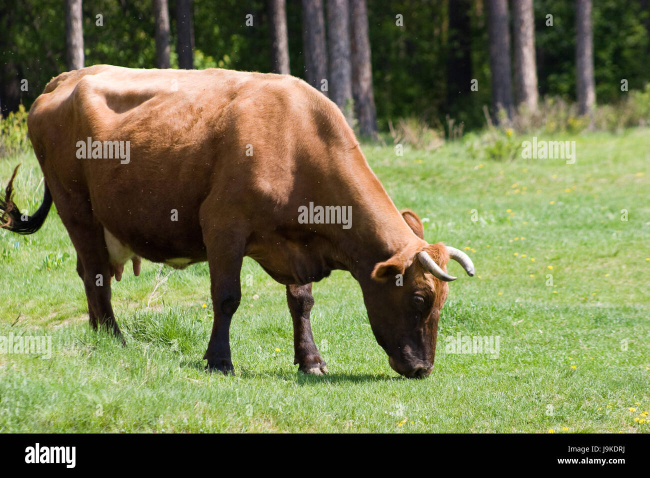single, animal, mammal, ground, soil, earth, humus, brown, brownish ...