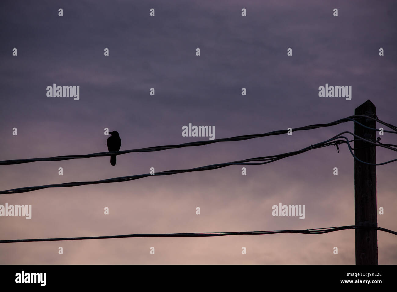 Bird powerlines hi-res stock photography and images - Alamy