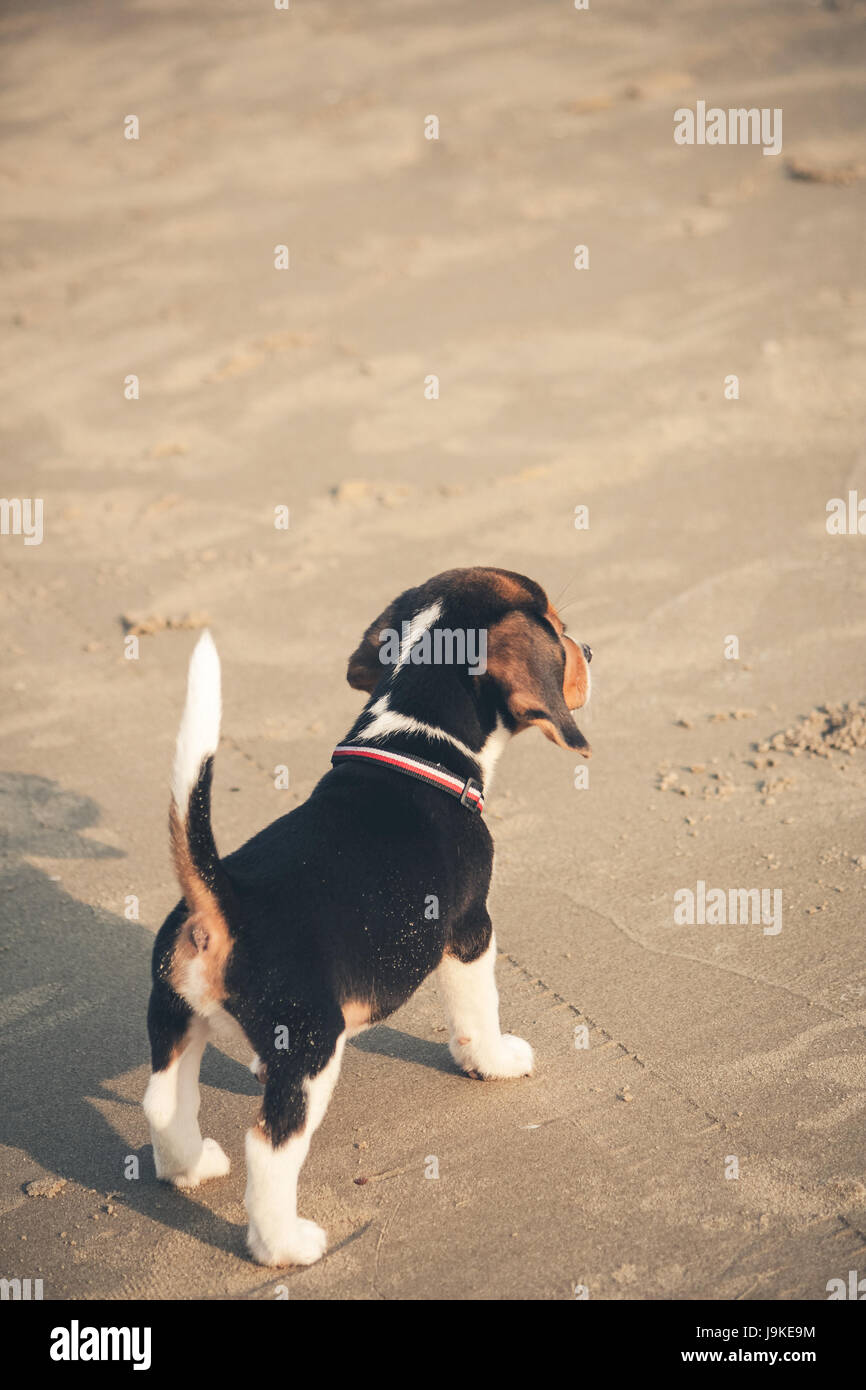 small cute beagle puppy dog standing on the beach and looking forward ...