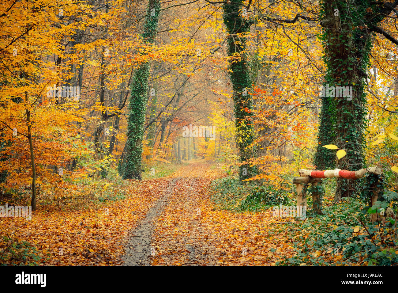 beautiful, beauteously, nice, environment, enviroment, colour, tree ...