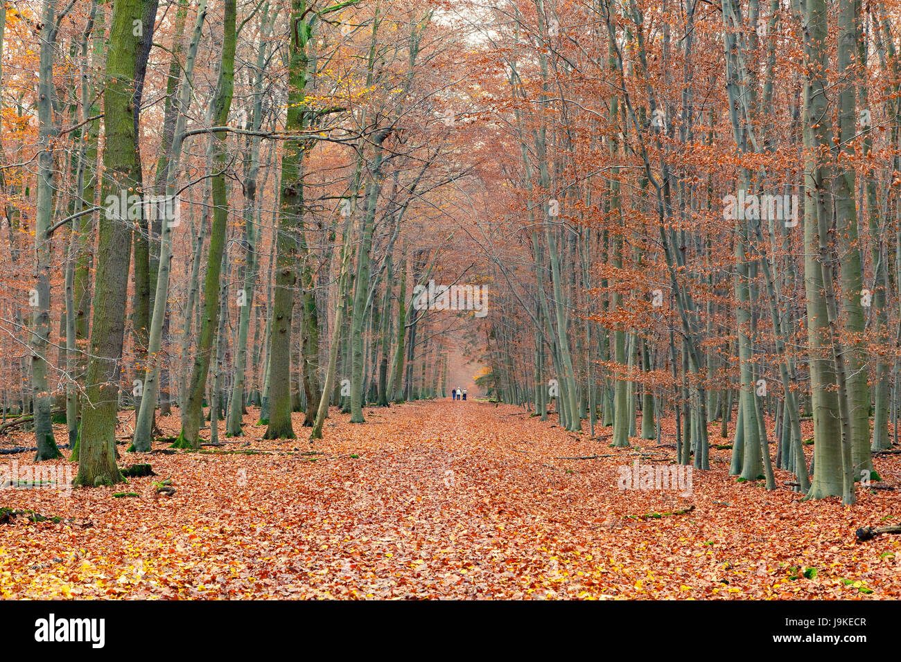 walk, go, going, walking, environment, enviroment, colour, tree, trees ...