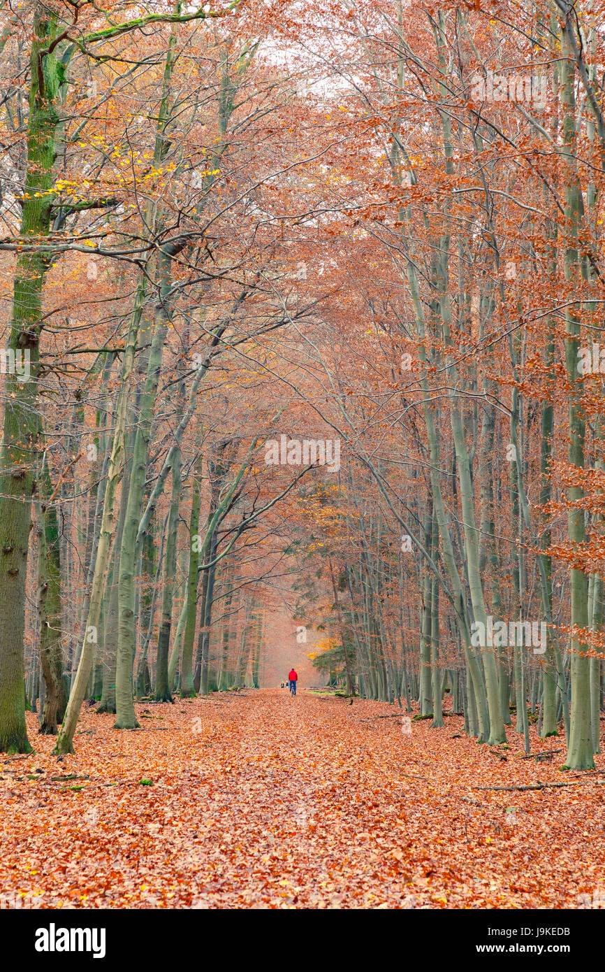 walk, go, going, walking, environment, enviroment, colour, tree, trees ...