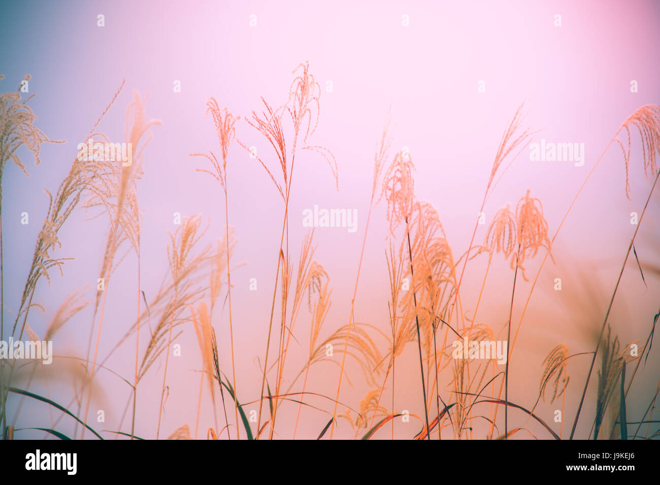 blur background flower of grass sway with wind, background texture and ...