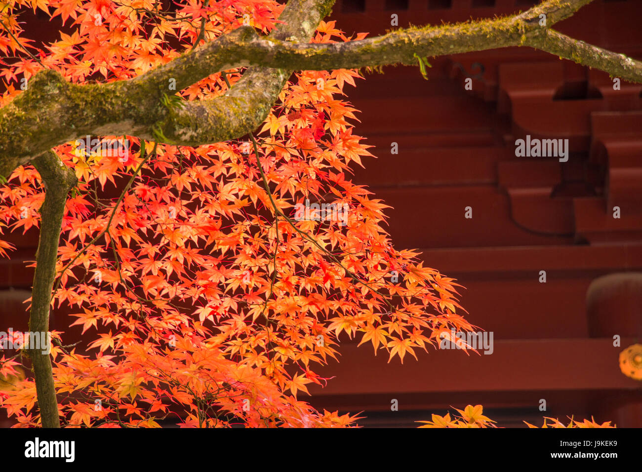 Japanese Maple leaf on branch near the temple in beautiful autumn at Nikko National Park, Japan ...