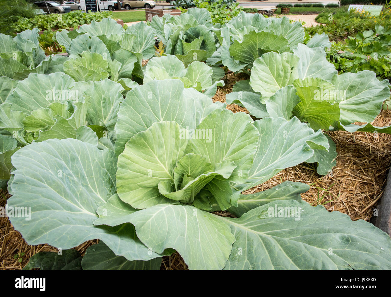 Cabbage growing in the U.S. Department of Agriculture People's Garden ...