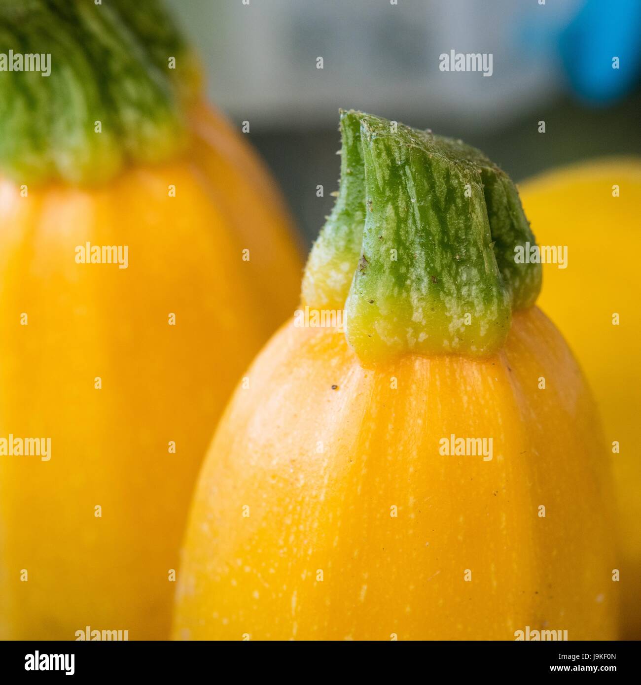 Yellow squash on sale at the USDA Farmers Market May 26, 2017 in ...
