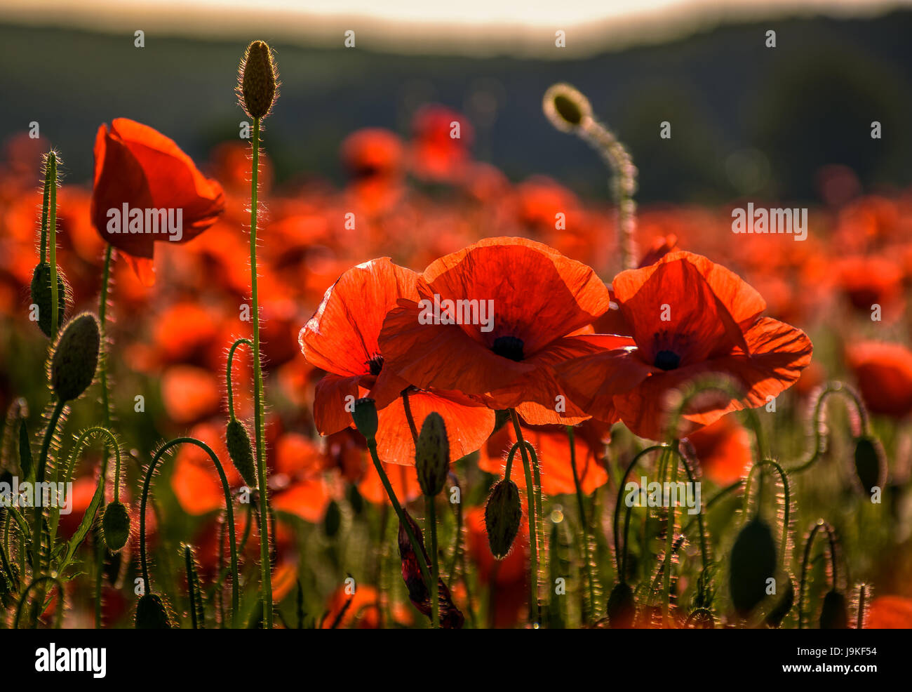 poppy flowers close up in the field. beautiful summer background Stock ...
