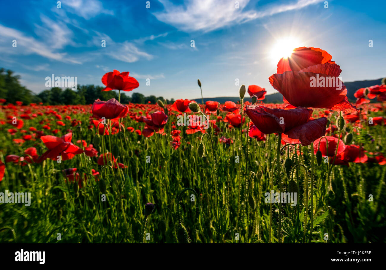 poppy flowers field in mountains. beautiful summer landscape at sunset ...