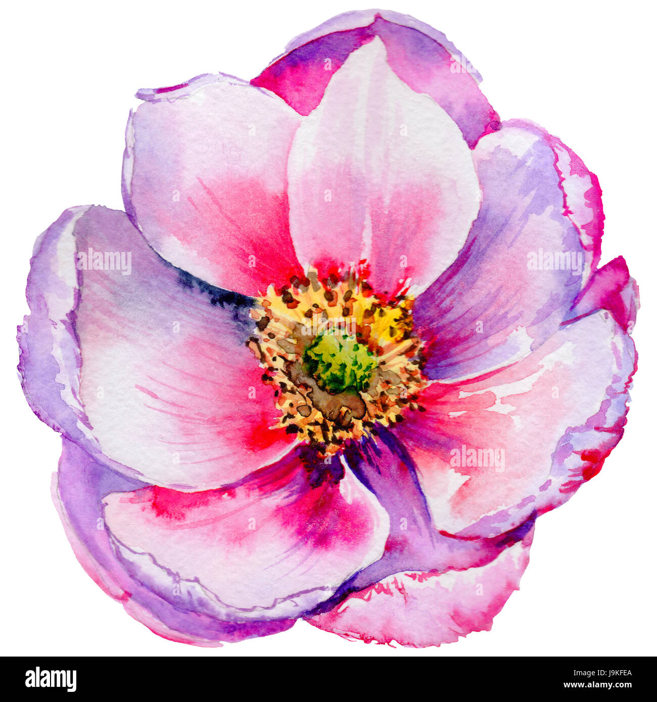 Wildflower tea rose flower in a watercolor style isolated Stock Photo ...
