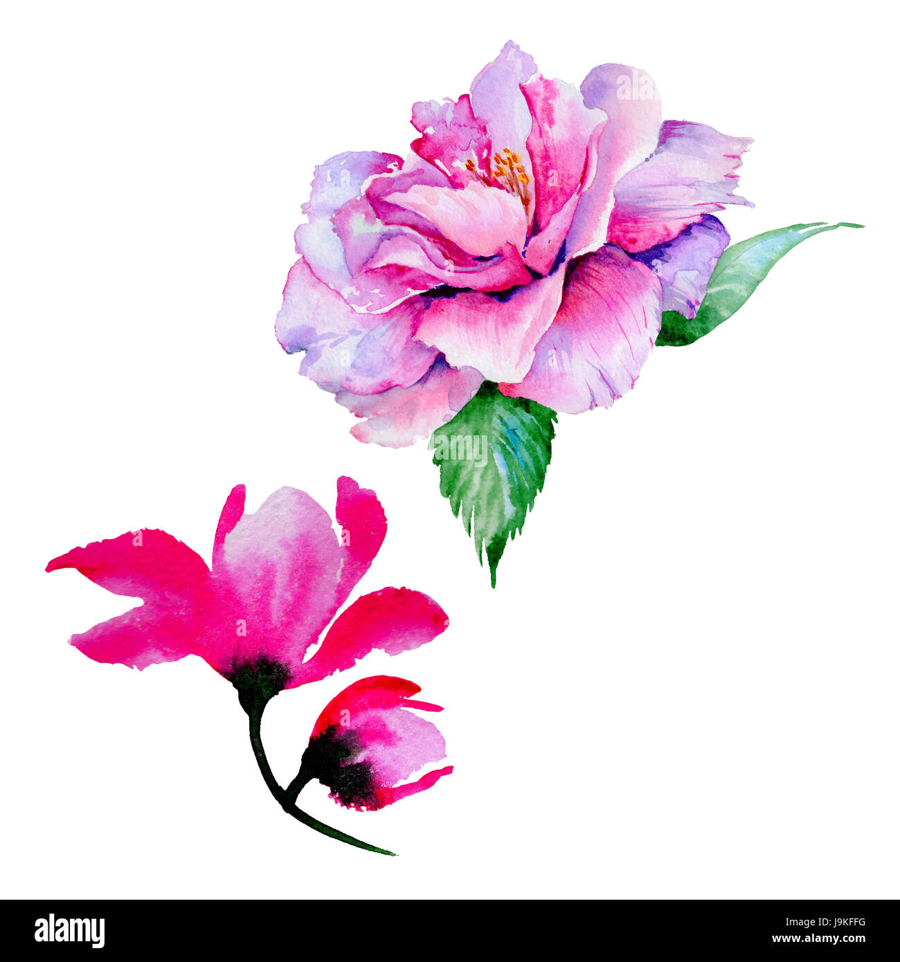 Wildflower tea rose flower in a watercolor style isolated Stock Photo ...