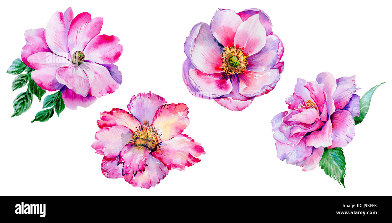 Wildflower tea rose flower in a watercolor style isolated Stock Photo ...