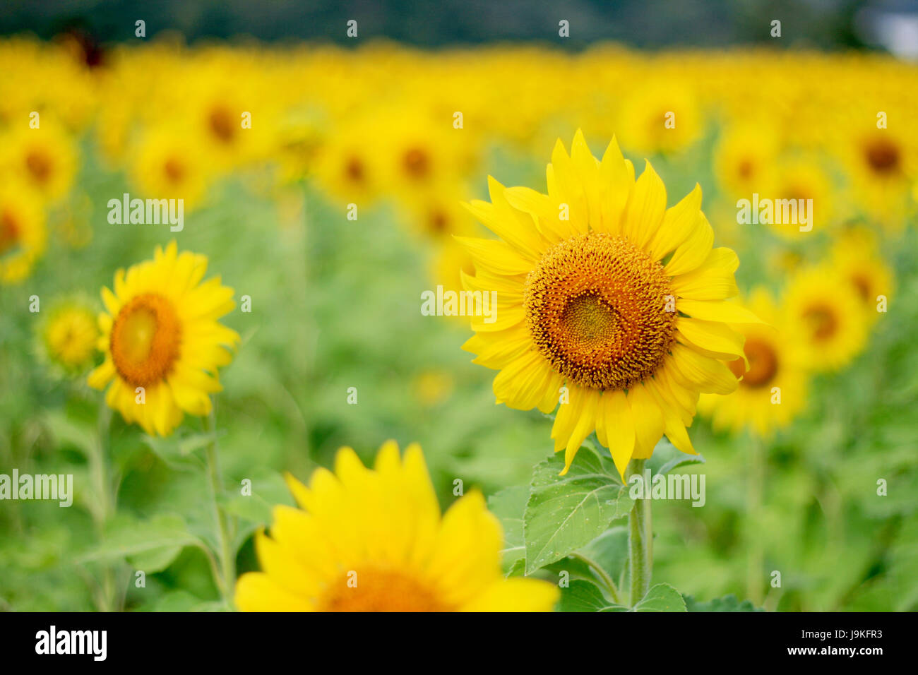 park, flower, plant, field, sunflower, meadow, shine, shines, bright, lucent Stock Photo - Alamy