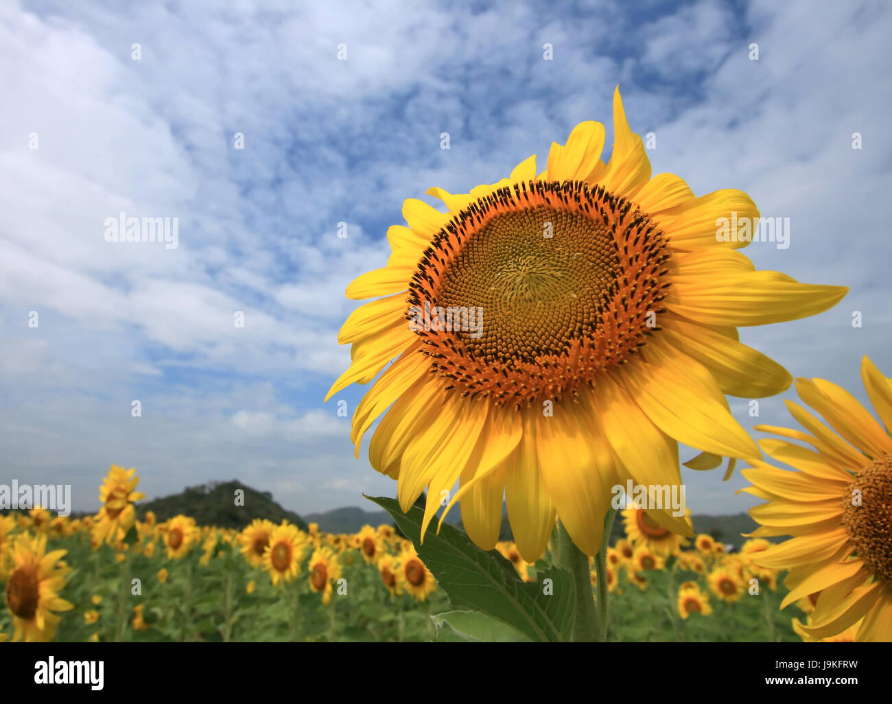 flower, plant, field, sunflower, outdoor, meadow, nature, beautiful ...