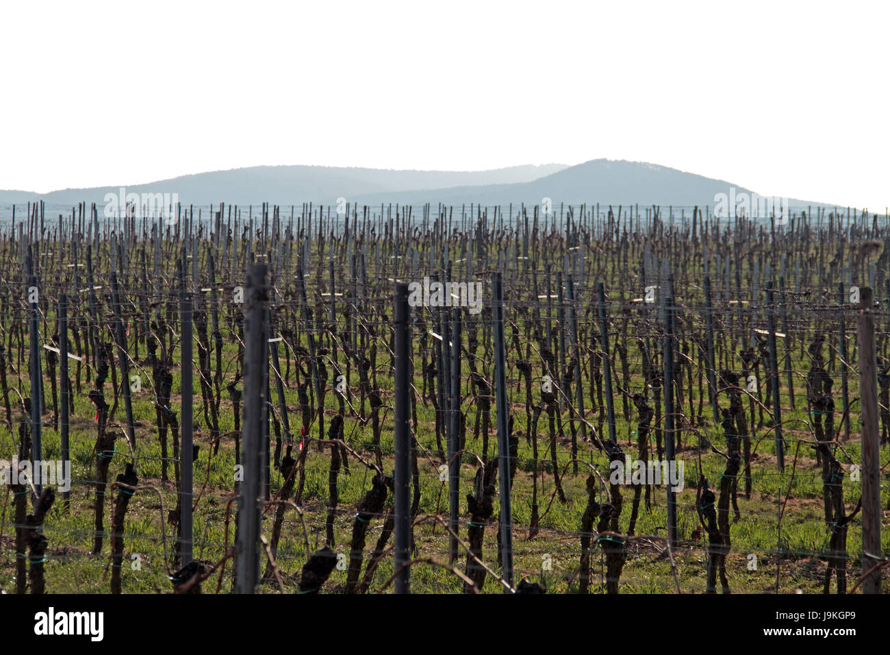 agriculture, farming, vines, viticulture, vine, grape vine, grape-vine ...