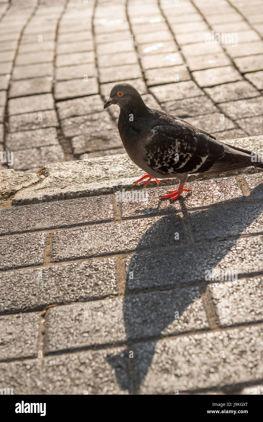 Pigeon walking on a stone pathway Stock Photo - Alamy