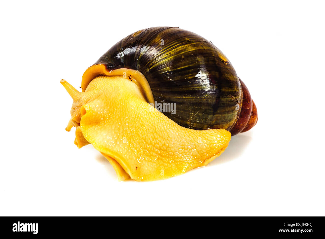 Single Snail with a beautiful shell,nice coloring,close up isolated on ...