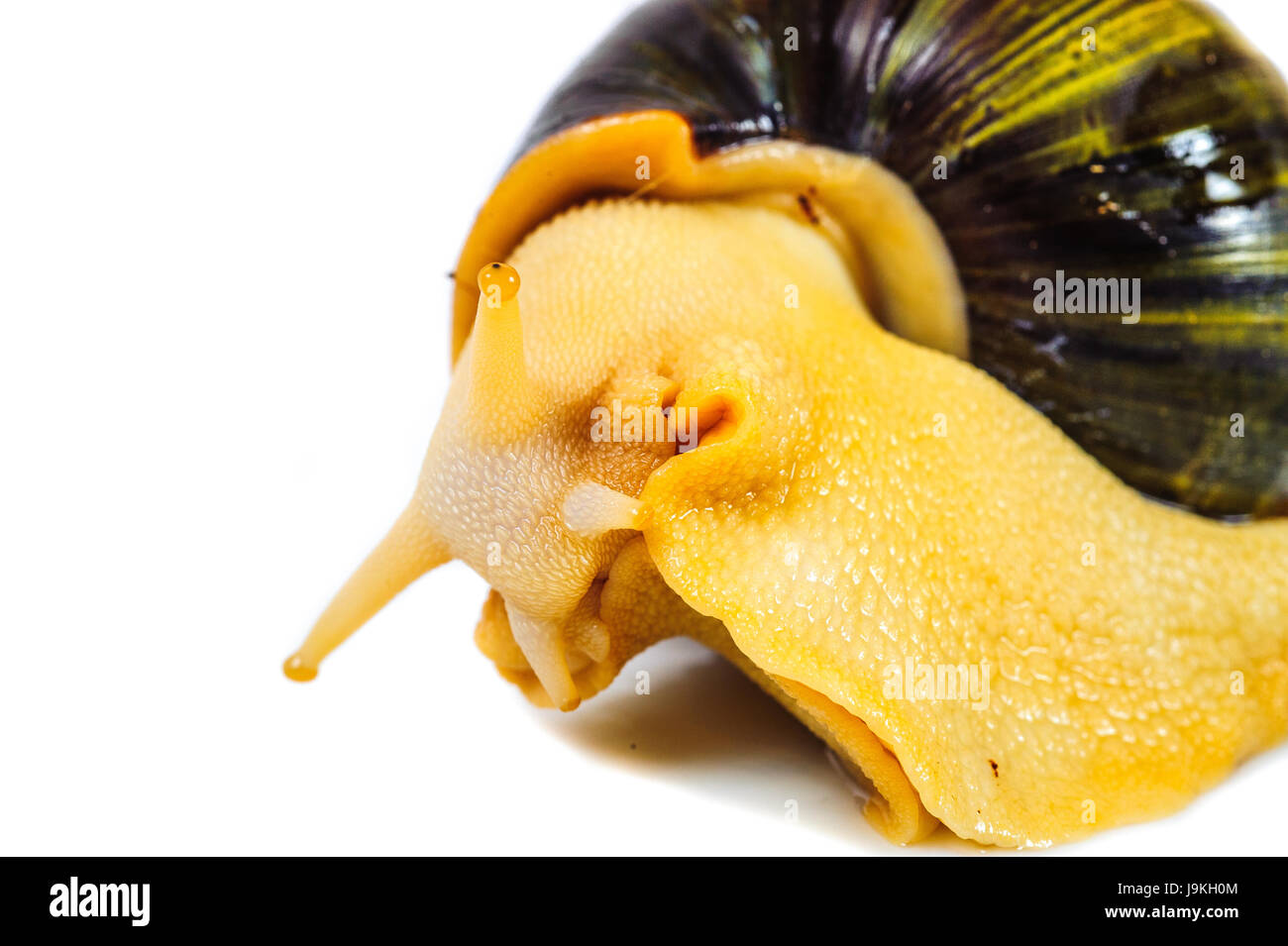 Single Snail with a beautiful shell,nice coloring,close up isolated on ...