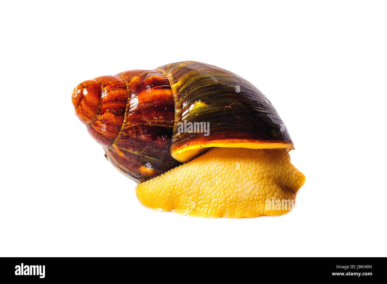 Single Snail with a beautiful shell,nice coloring,close up isolated on ...