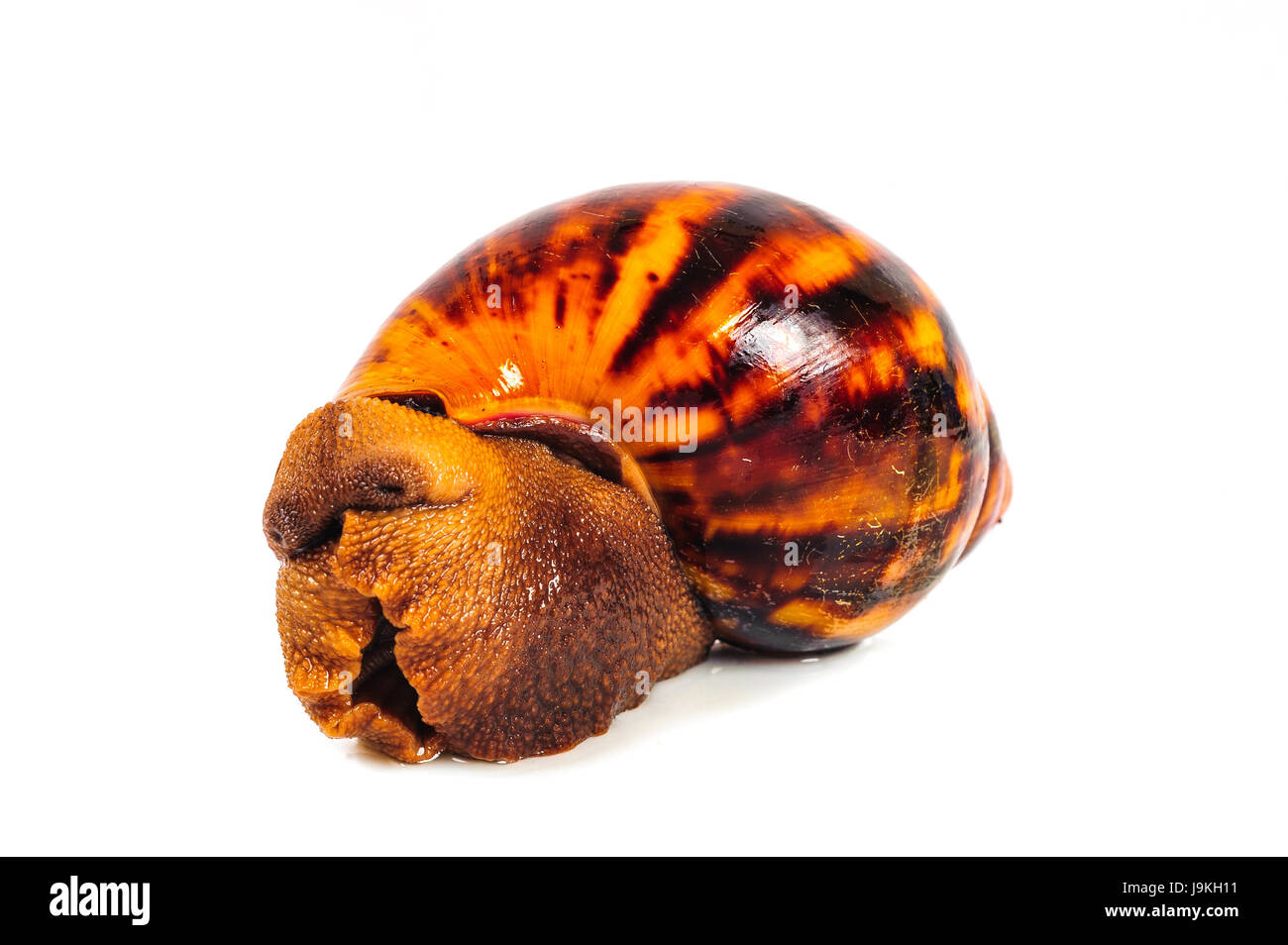 Single Snail with a beautiful shell,nice coloring,close up isolated on ...