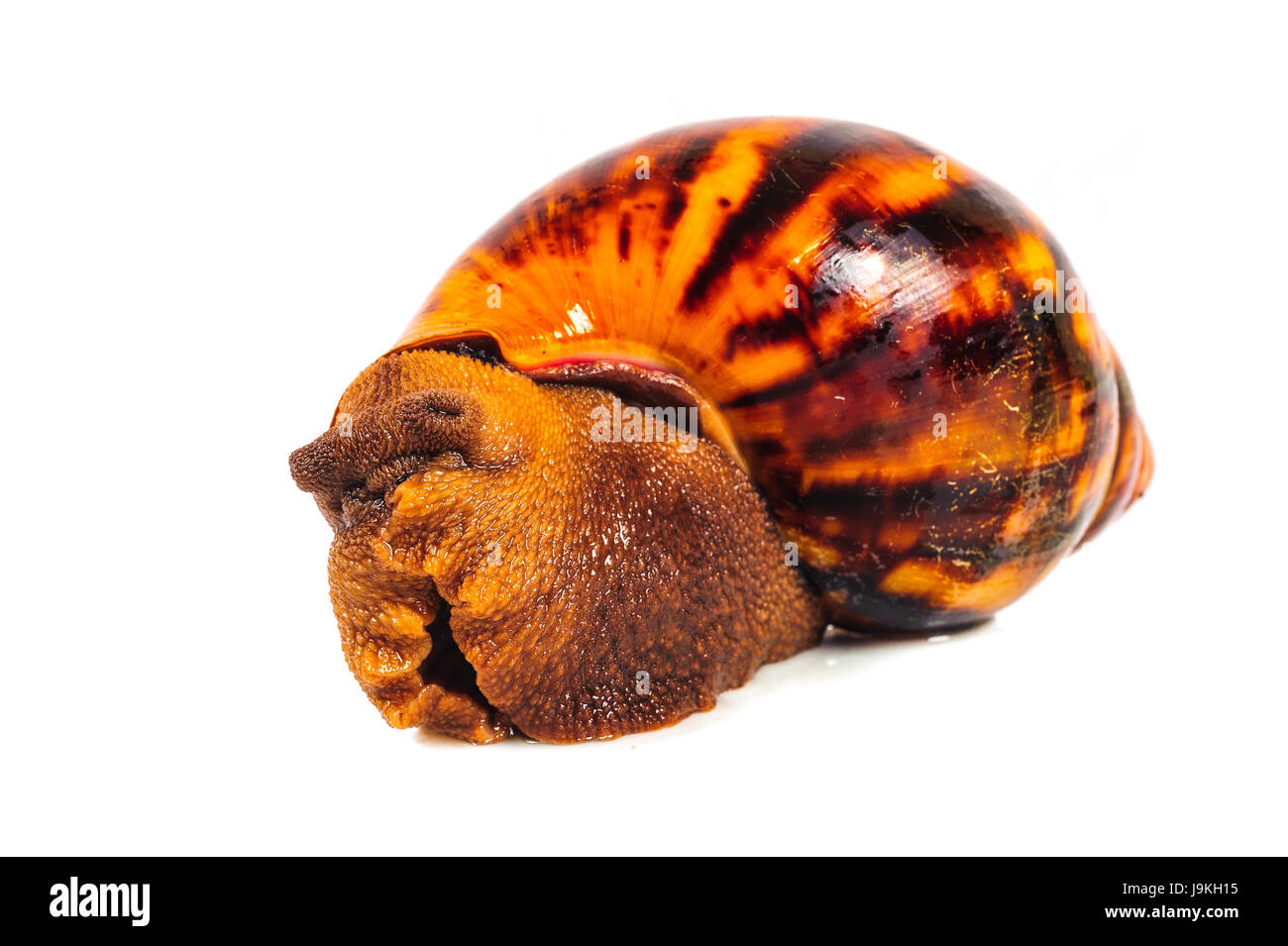 Single Snail with a beautiful shell,nice coloring,close up isolated on ...