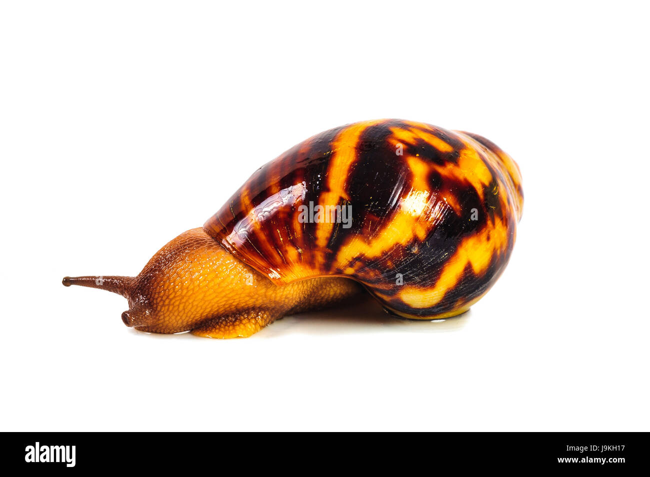 Single Snail with a beautiful shell,nice coloring,close up isolated on ...