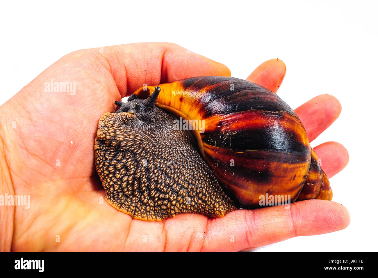 Single Snail in hand with a beautiful shell,nice coloring,close up ...