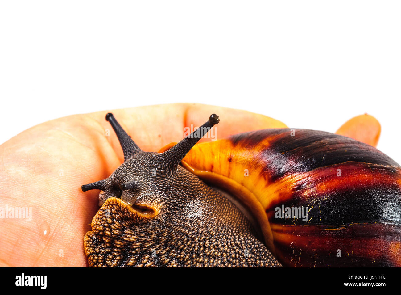 Single Snail in hand with a beautiful shell,nice coloring,close up ...
