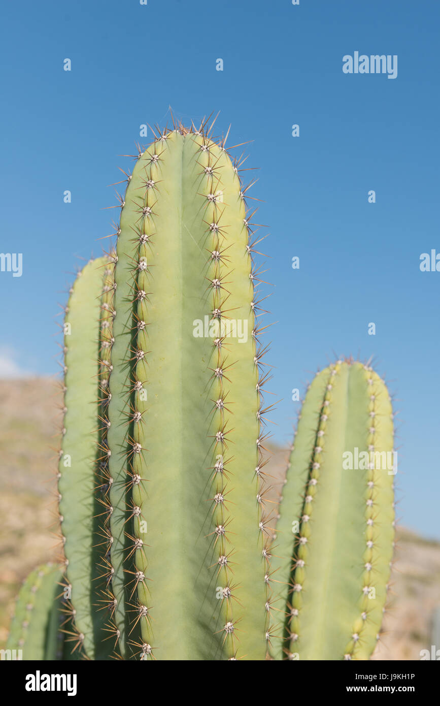 Long tall spiky cactus against blue sky Stock Photo - Alamy