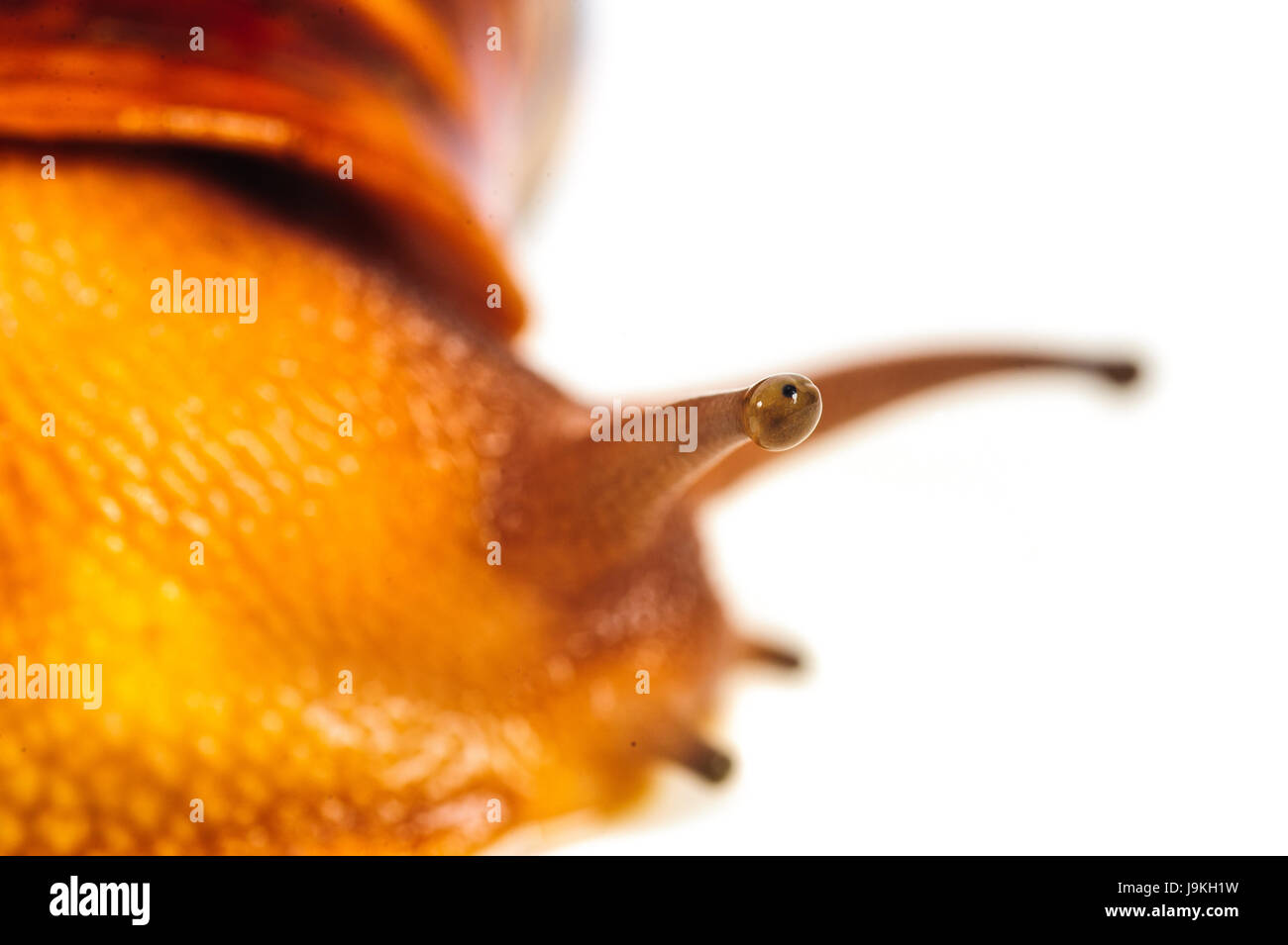 Single Snail with a beautiful shell,nice coloring,close up isolated on ...