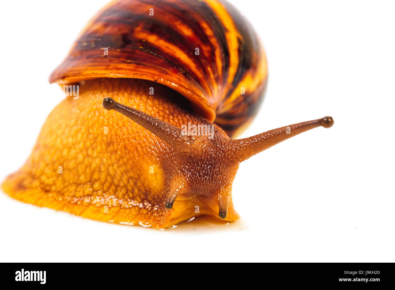 Single Snail with a beautiful shell,nice coloring,close up isolated on ...